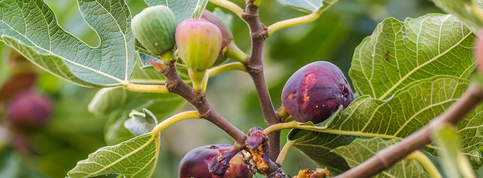 Fig Trees For Sale Melbourne | Fig Tree Nursery